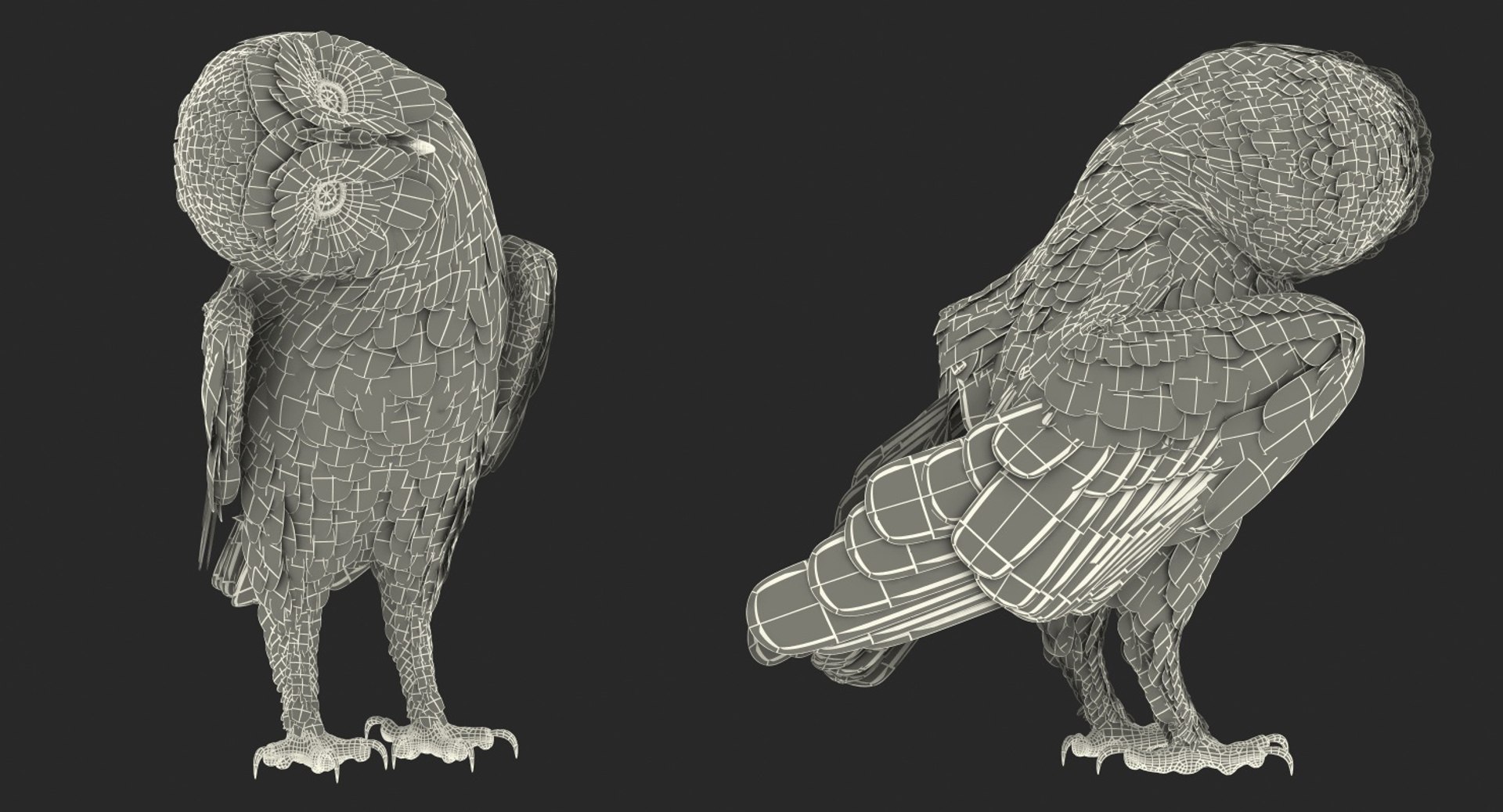 3D White Barn Owl - TurboSquid 1432257