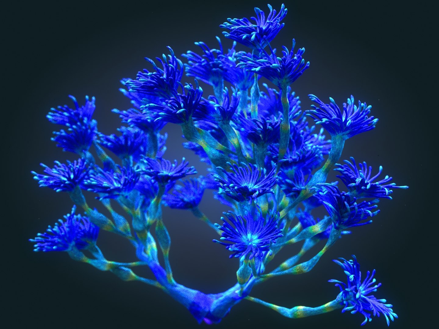 3D coral reef plants pack - TurboSquid 1365759