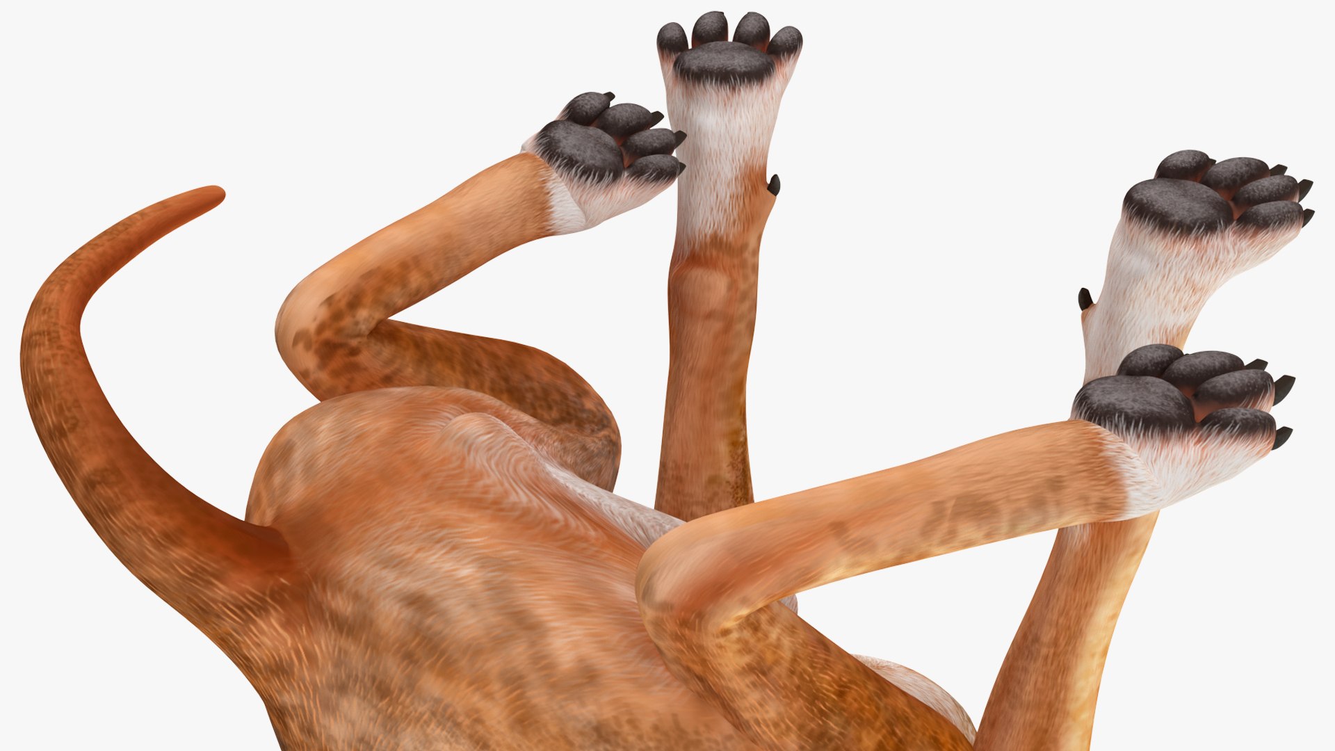 3D Sitting Dog Boxer Tiger Colored - TurboSquid 2249671