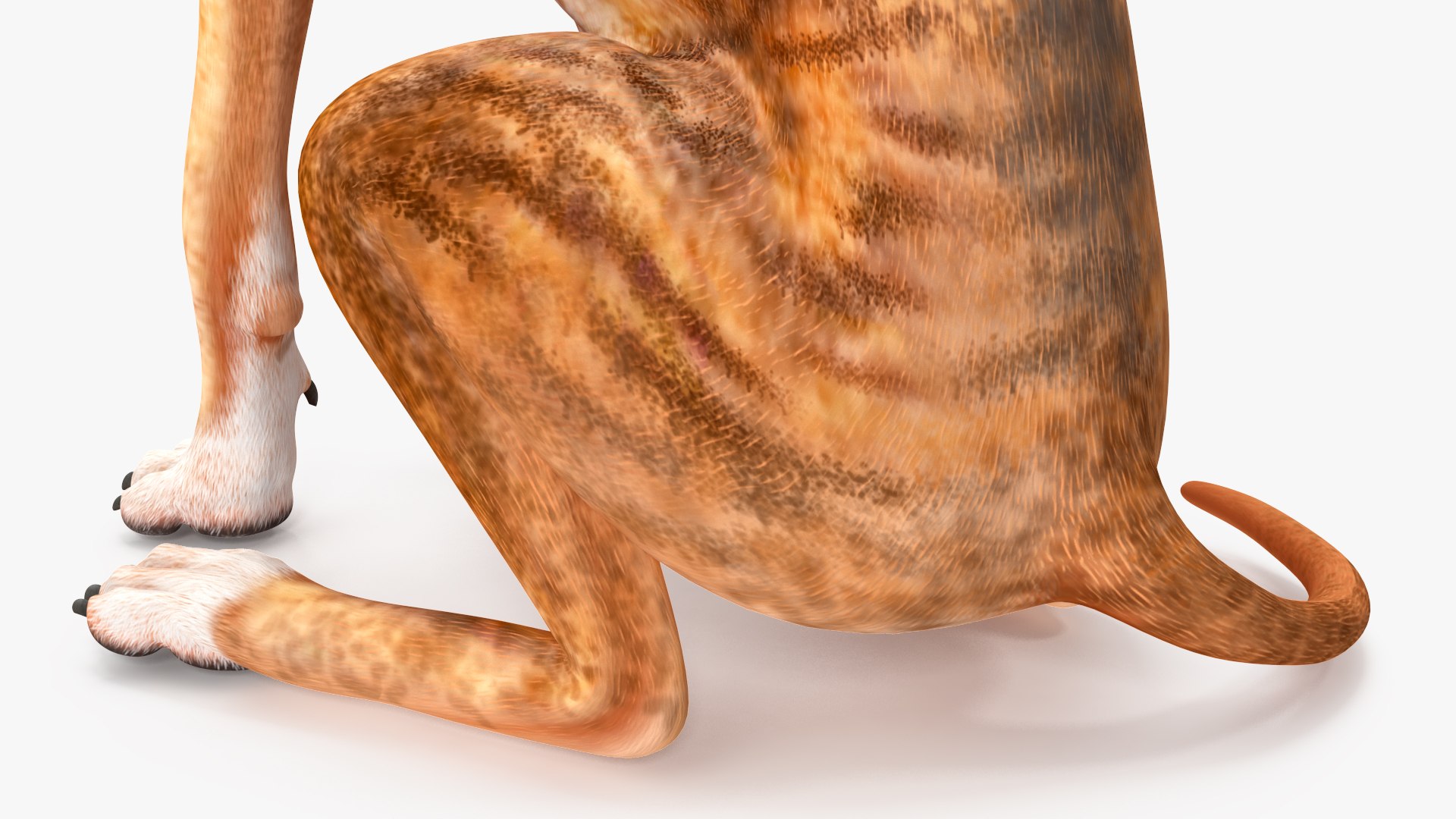 3D Sitting Dog Boxer Tiger Colored - TurboSquid 2249671