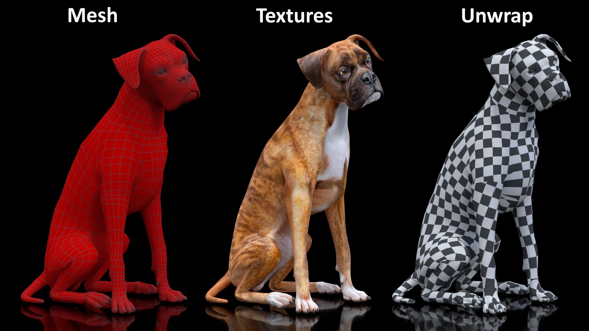 3D Sitting Dog Boxer Tiger Colored - TurboSquid 2249671