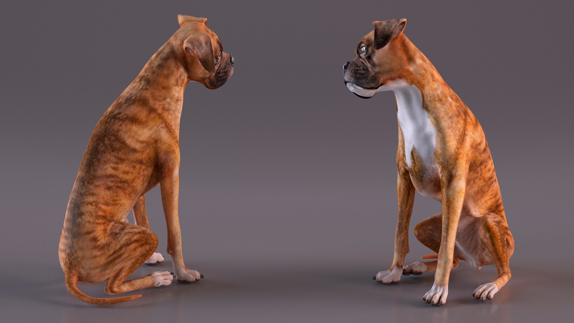 3D Sitting Dog Boxer Tiger Colored - TurboSquid 2249671