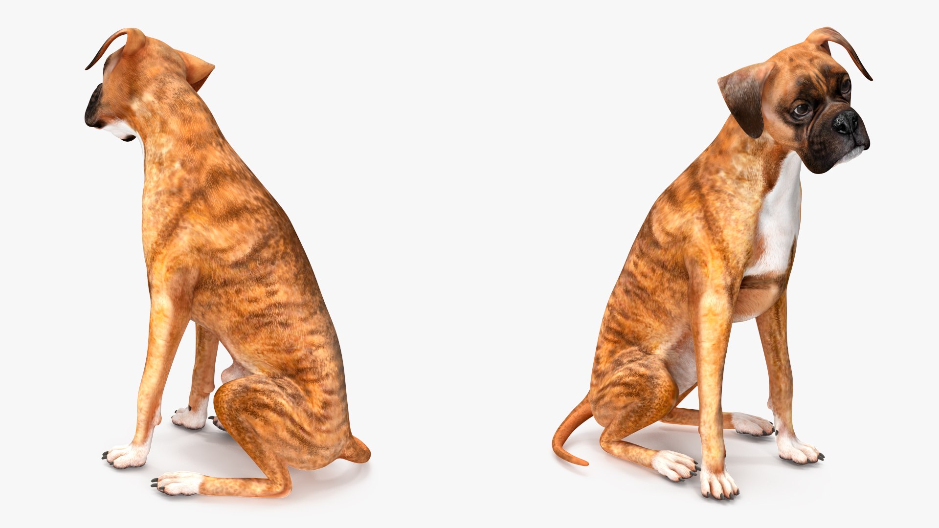 3D Sitting Dog Boxer Tiger Colored - TurboSquid 2249671