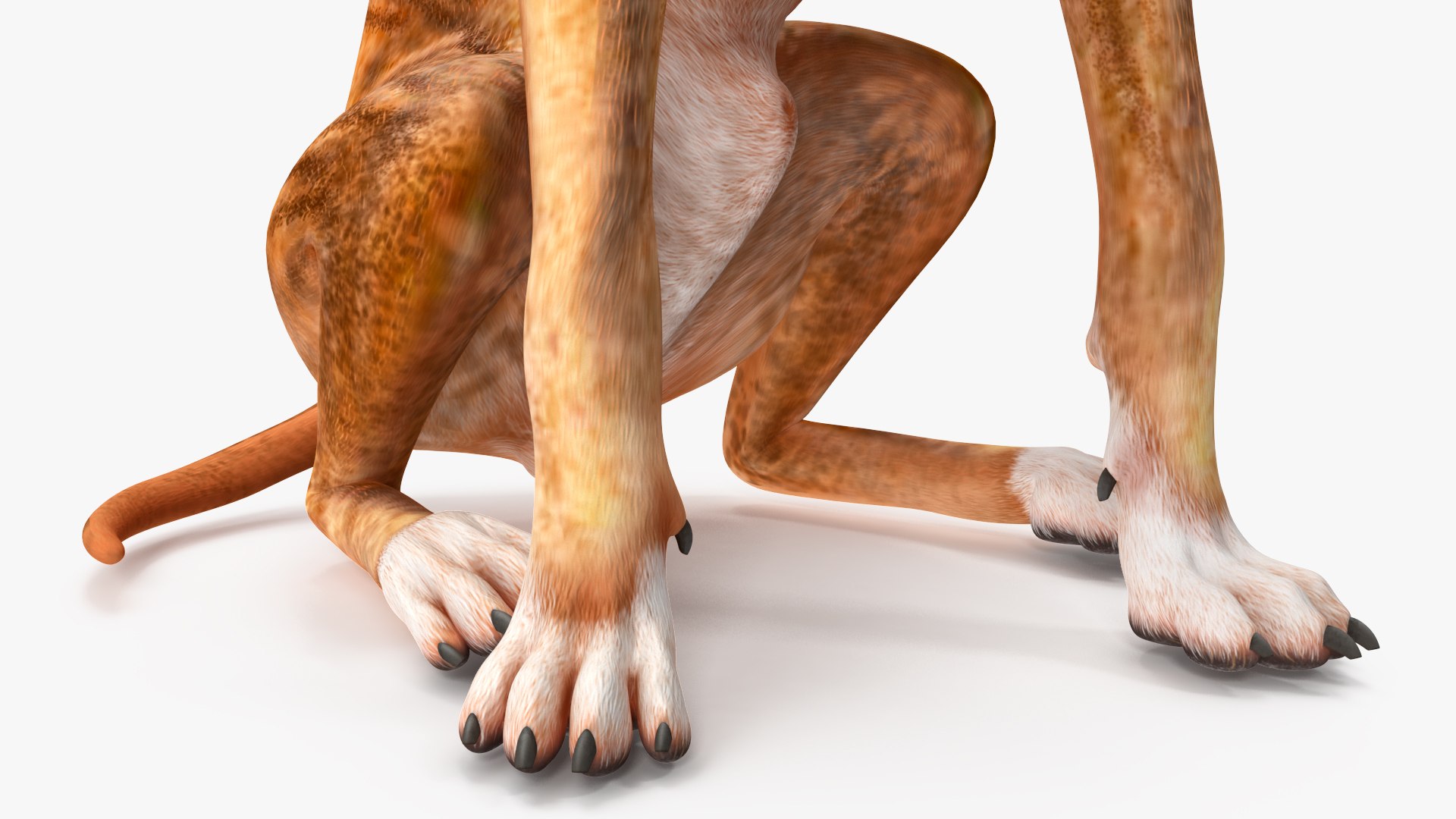 3D Sitting Dog Boxer Tiger Colored - TurboSquid 2249671