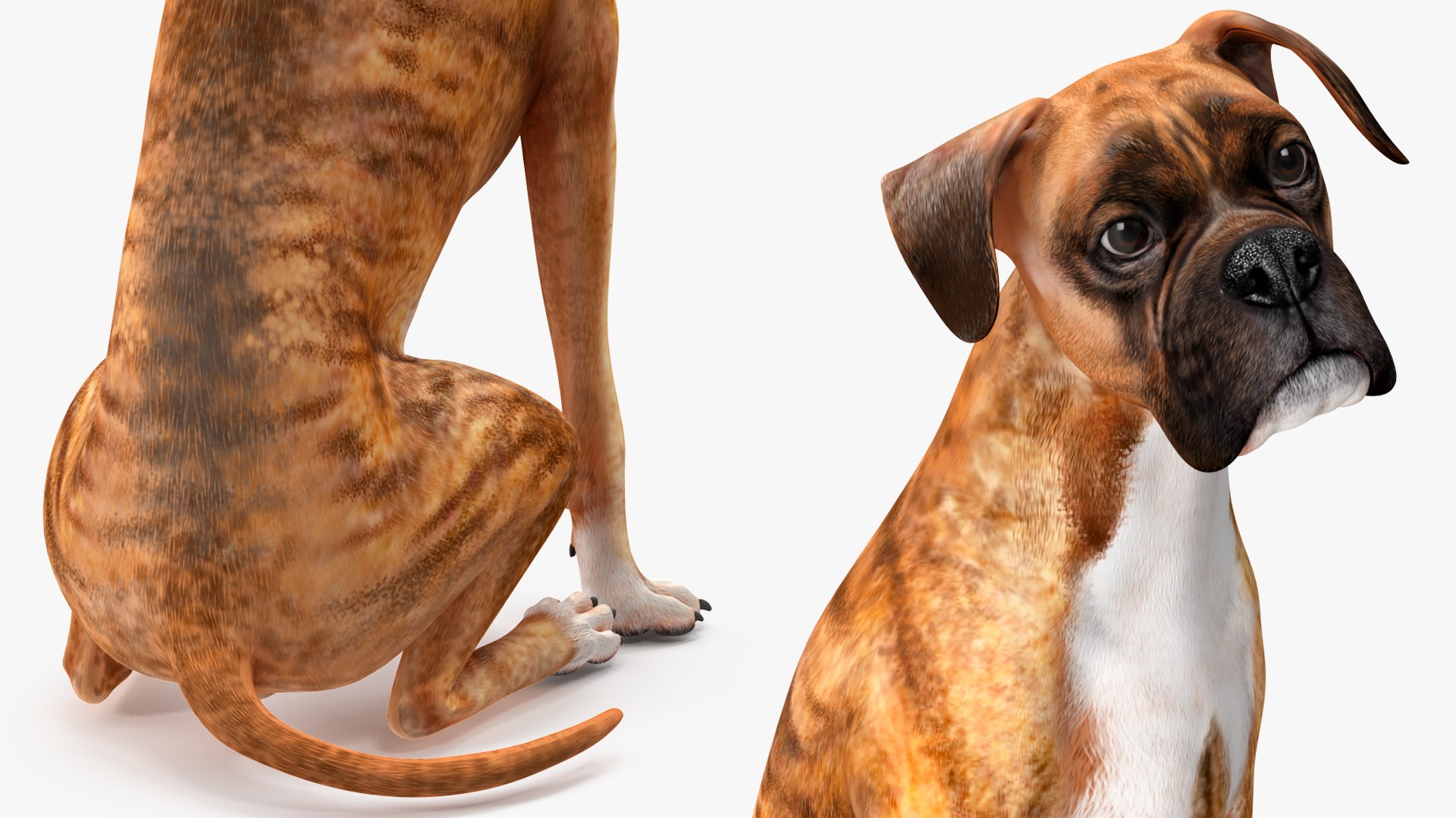 3D Sitting Dog Boxer Tiger Colored - TurboSquid 2249671