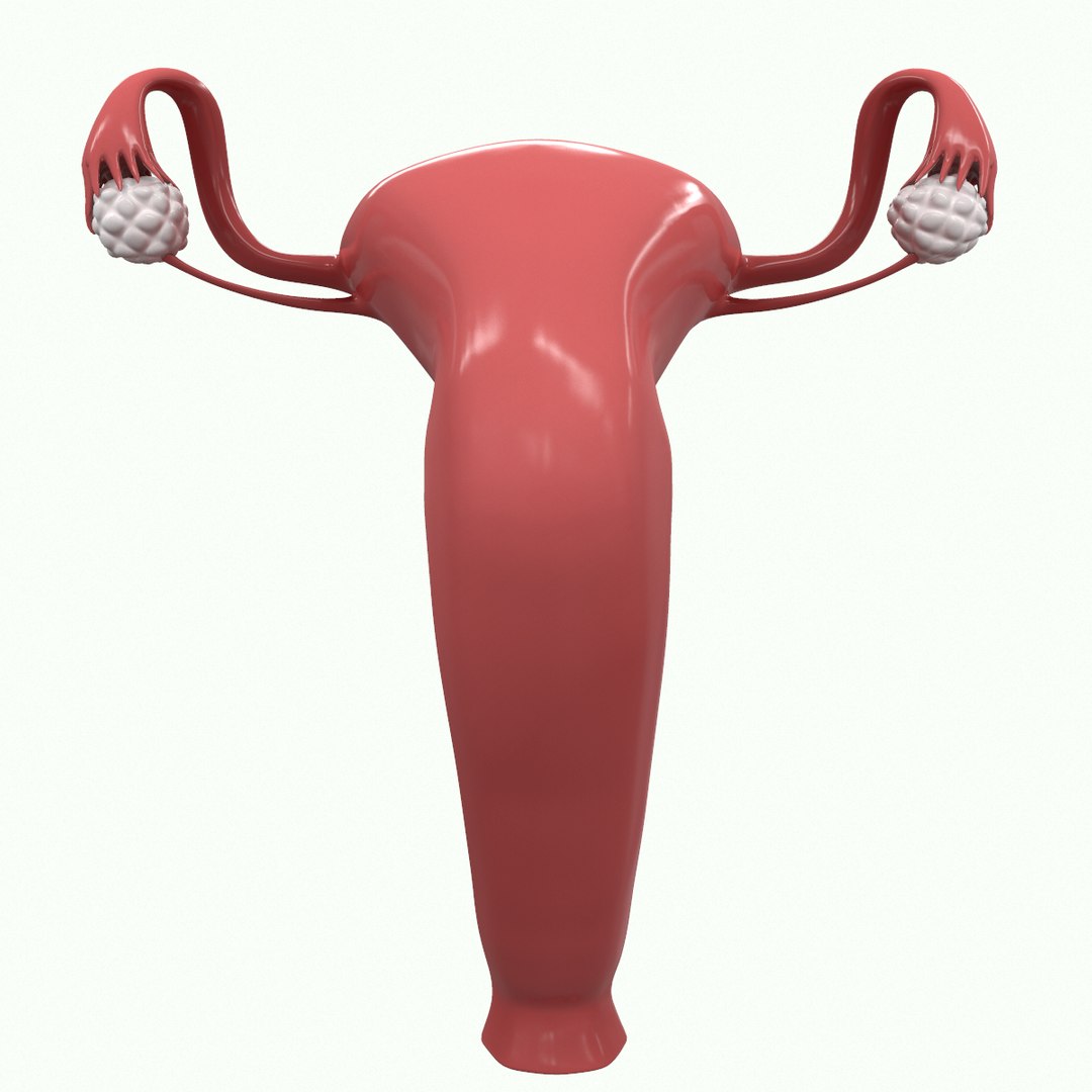 3D Female Reproductive Model - TurboSquid 1402033