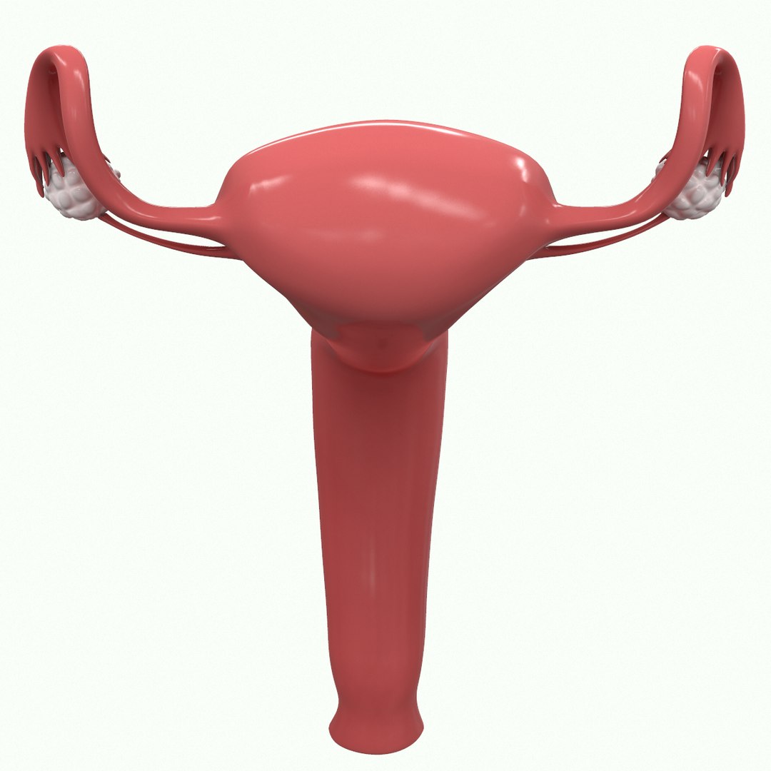 3D Female Reproductive Model - TurboSquid 1402033