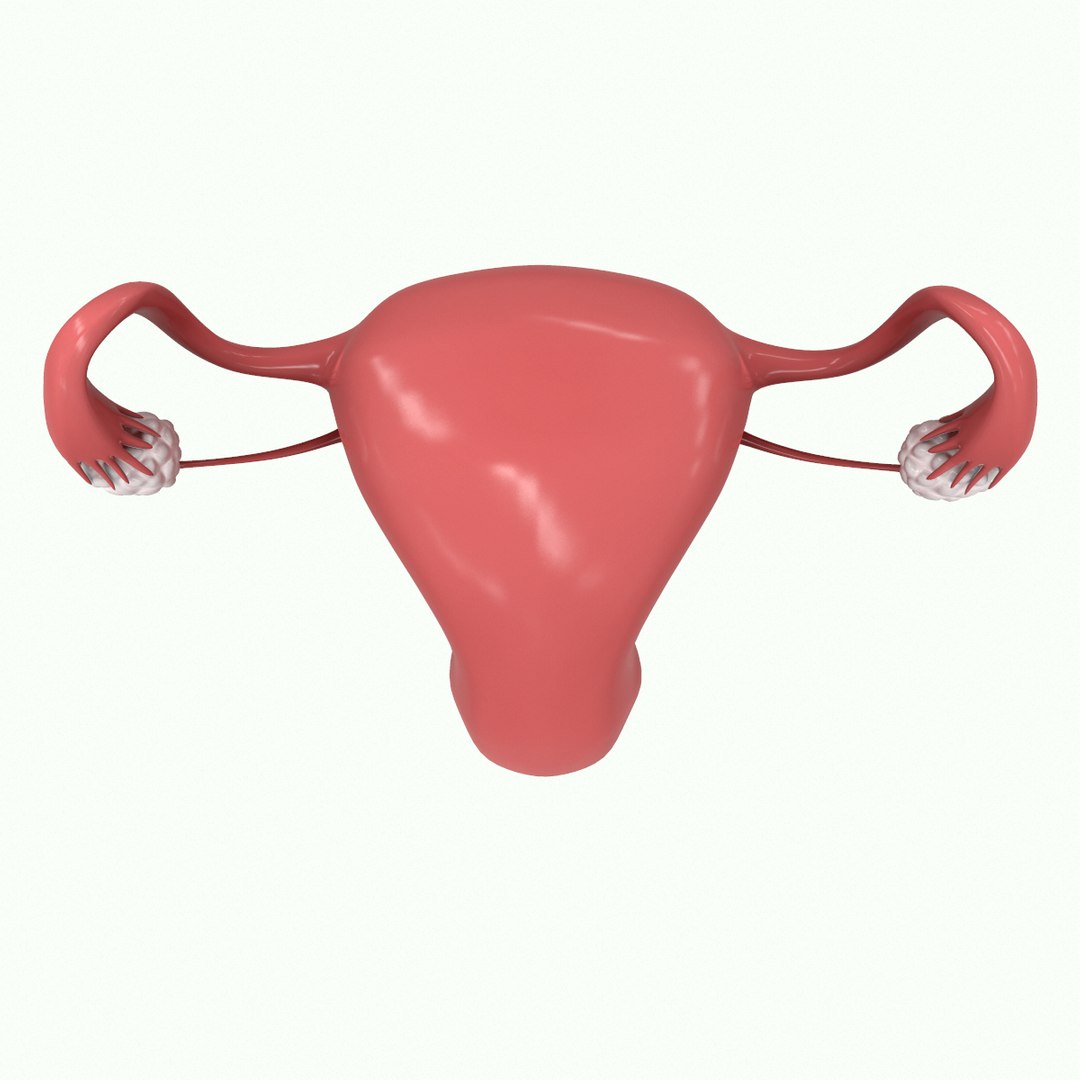 3D Female Reproductive Model - TurboSquid 1402033