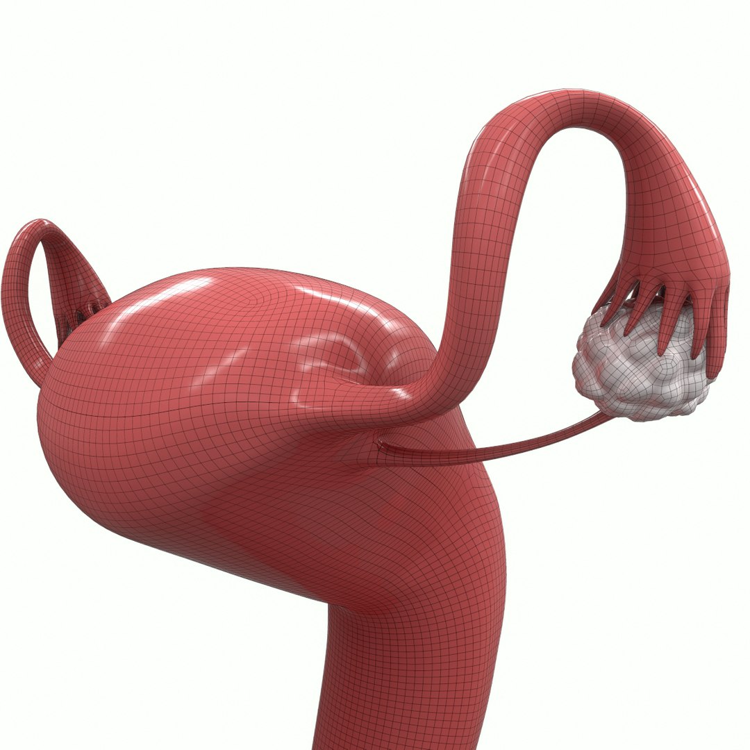 3D Female Reproductive Model - TurboSquid 1402033