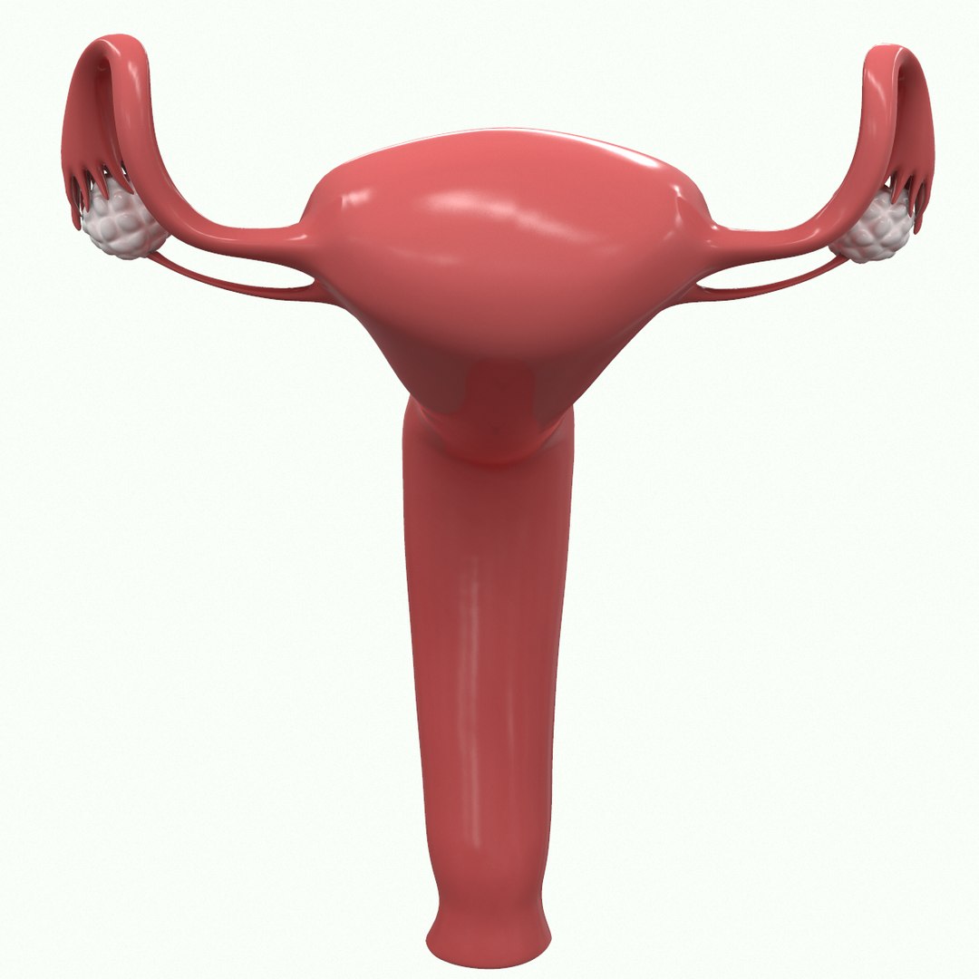 3D Female Reproductive Model - TurboSquid 1402033