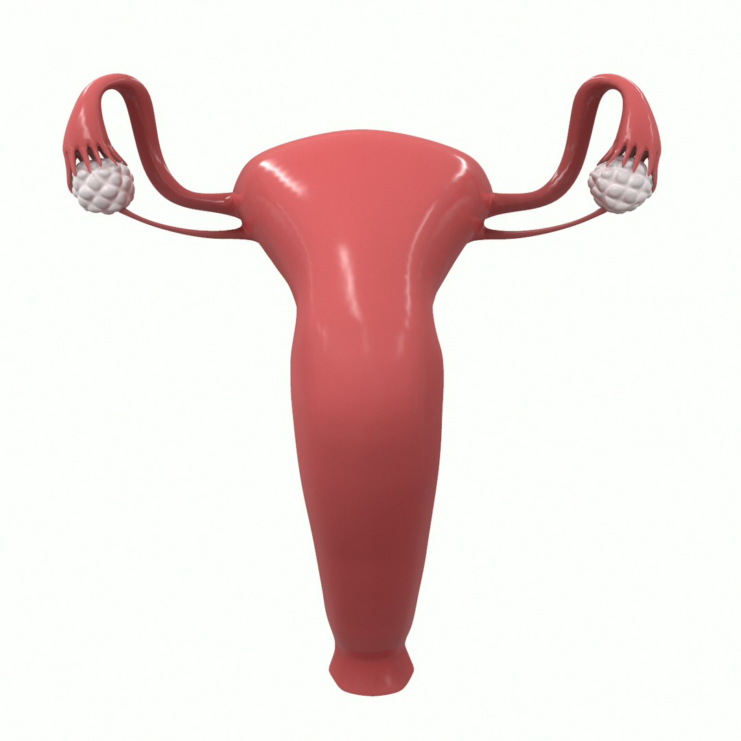 3D Female Reproductive Model - TurboSquid 1402033