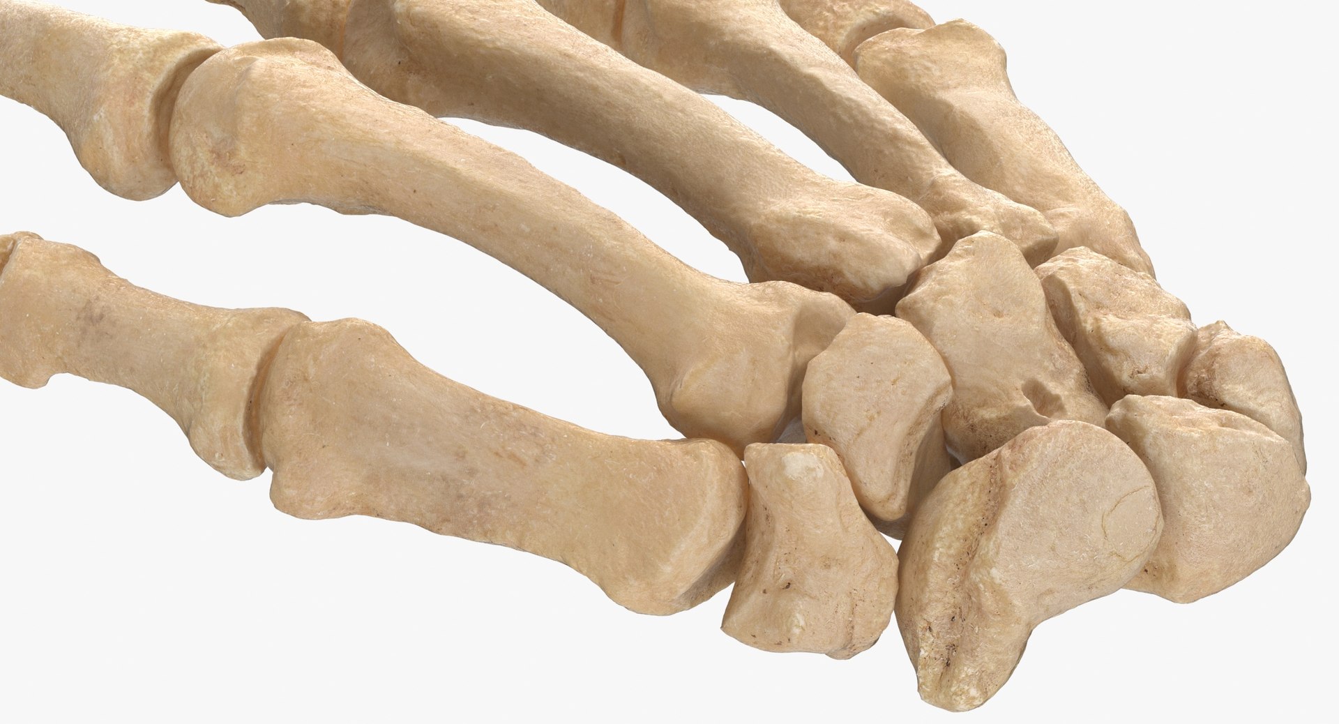 3D Human Hand And Foot Bones Collection Yellow - 2 Models - TurboSquid ...