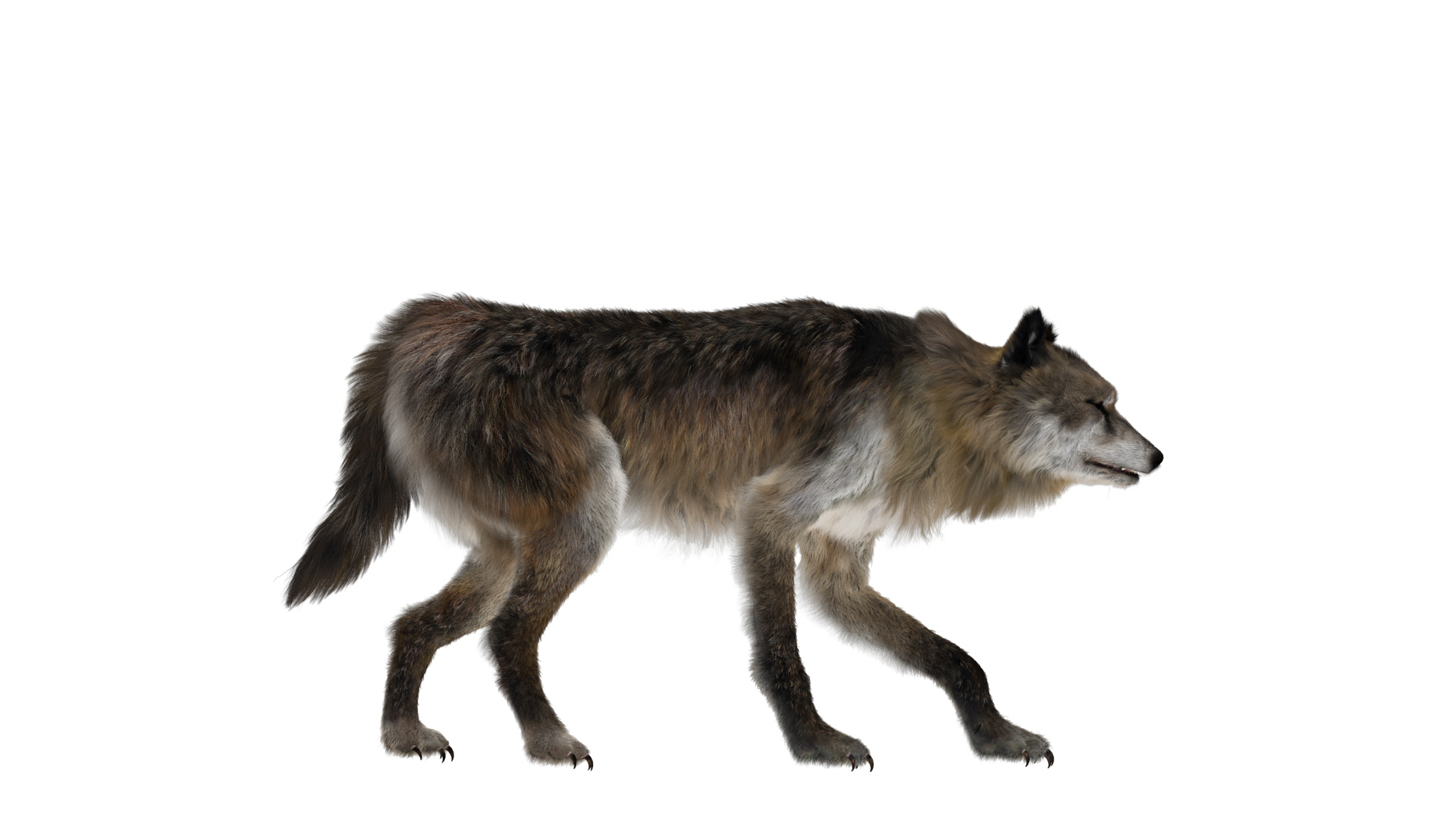 3D Model Wolf Fur Animated Rigged 3D - TurboSquid 2427357