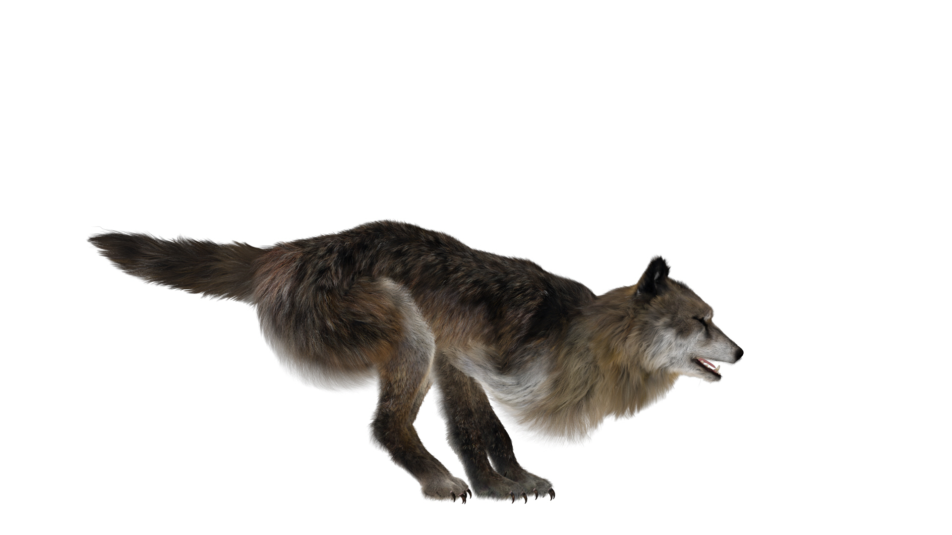 3D Model Wolf Fur Animated Rigged 3D - TurboSquid 2427357
