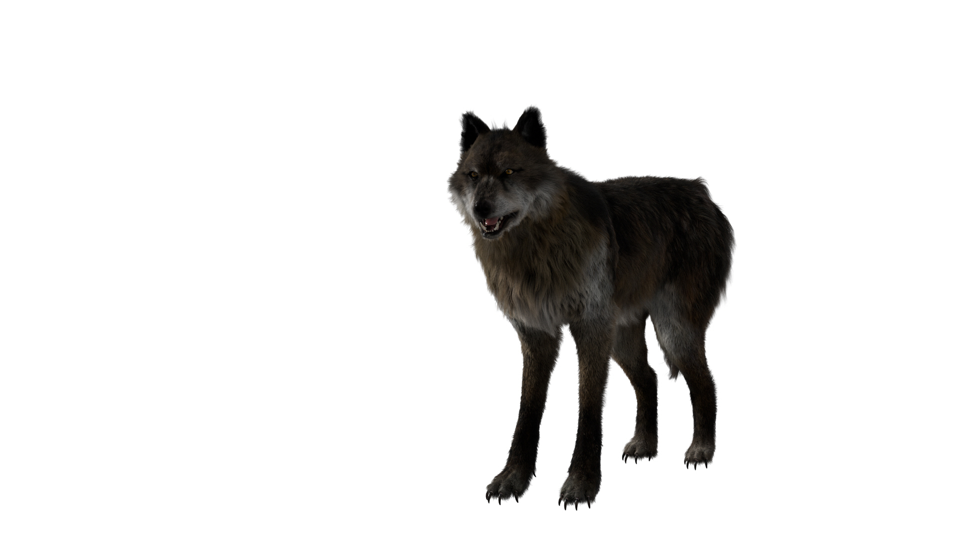 3D Model Wolf Fur Animated Rigged 3D - TurboSquid 2427357