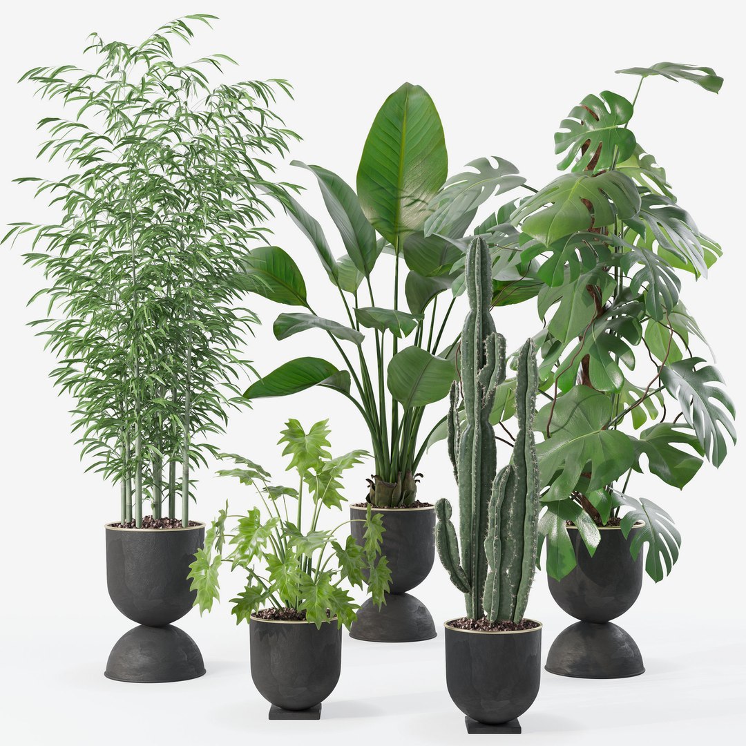 3D Plants Collection 128 - TurboSquid 1958930