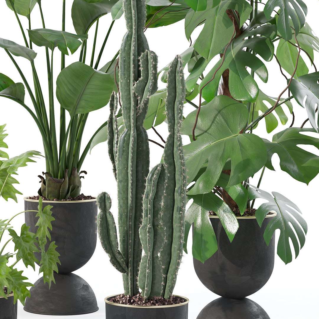 3D Plants Collection 128 - TurboSquid 1958930