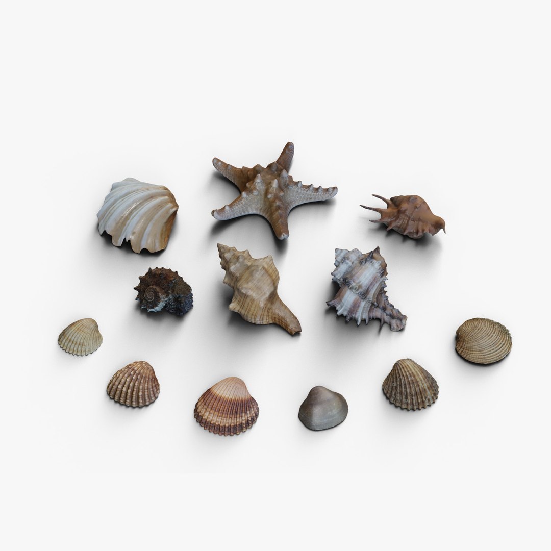 3D SEASHELLS collection Bundle - TurboSquid 1894909