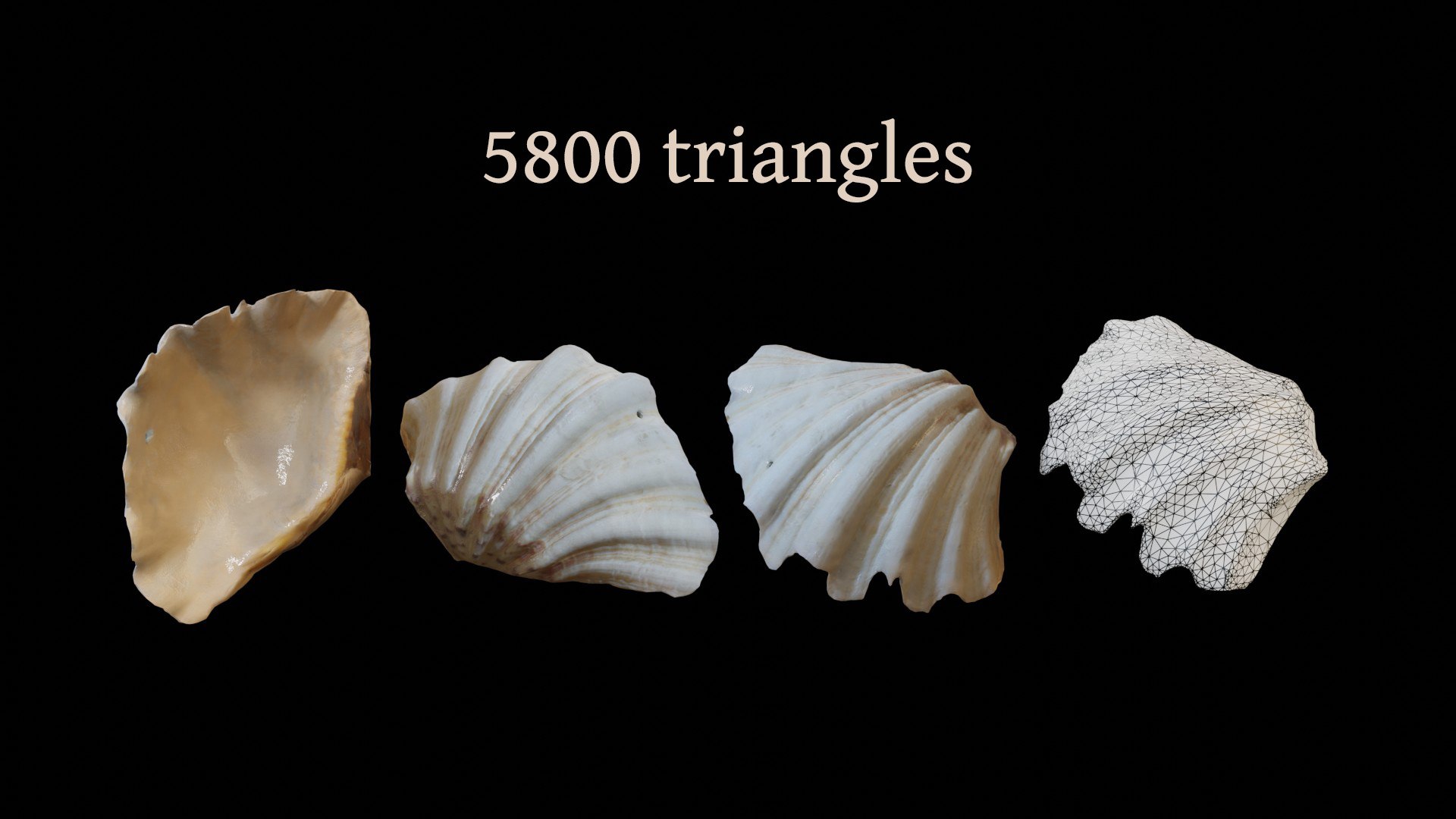 3D SEASHELLS Collection Bundle - TurboSquid 1894909