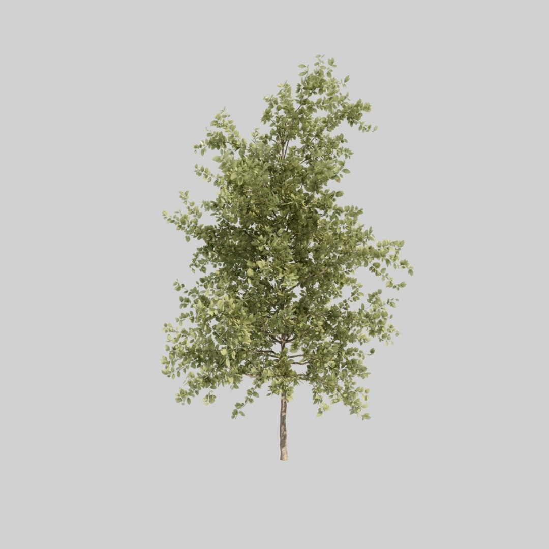 Tree Pack 3D Model - TurboSquid 1297711