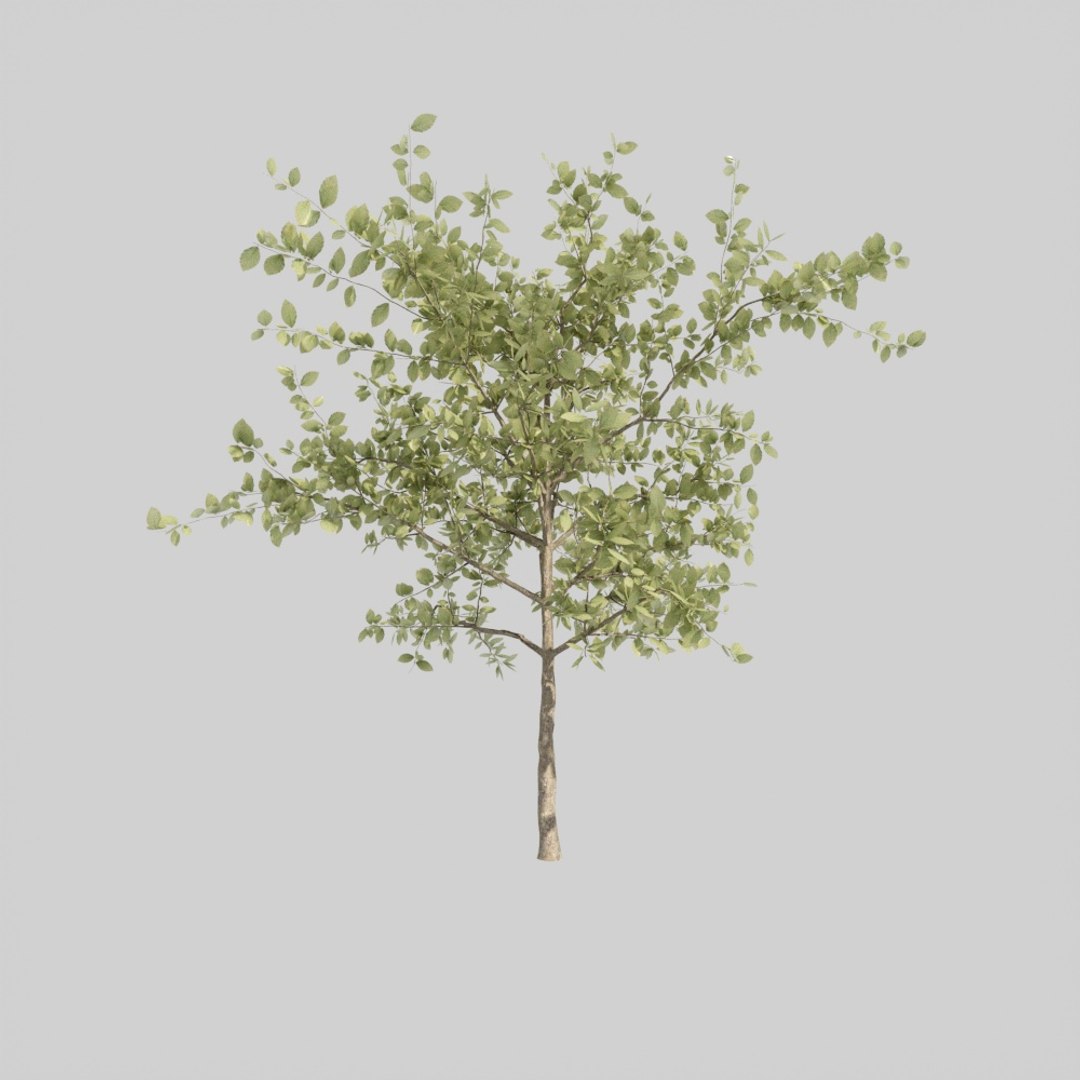 Tree Pack 3D Model - TurboSquid 1297711