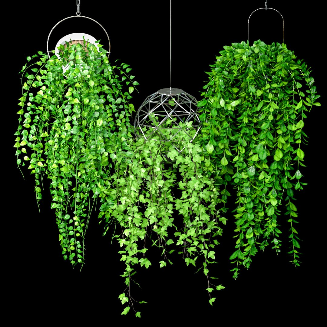 Hanging Plant 5 Model - TurboSquid 1877870