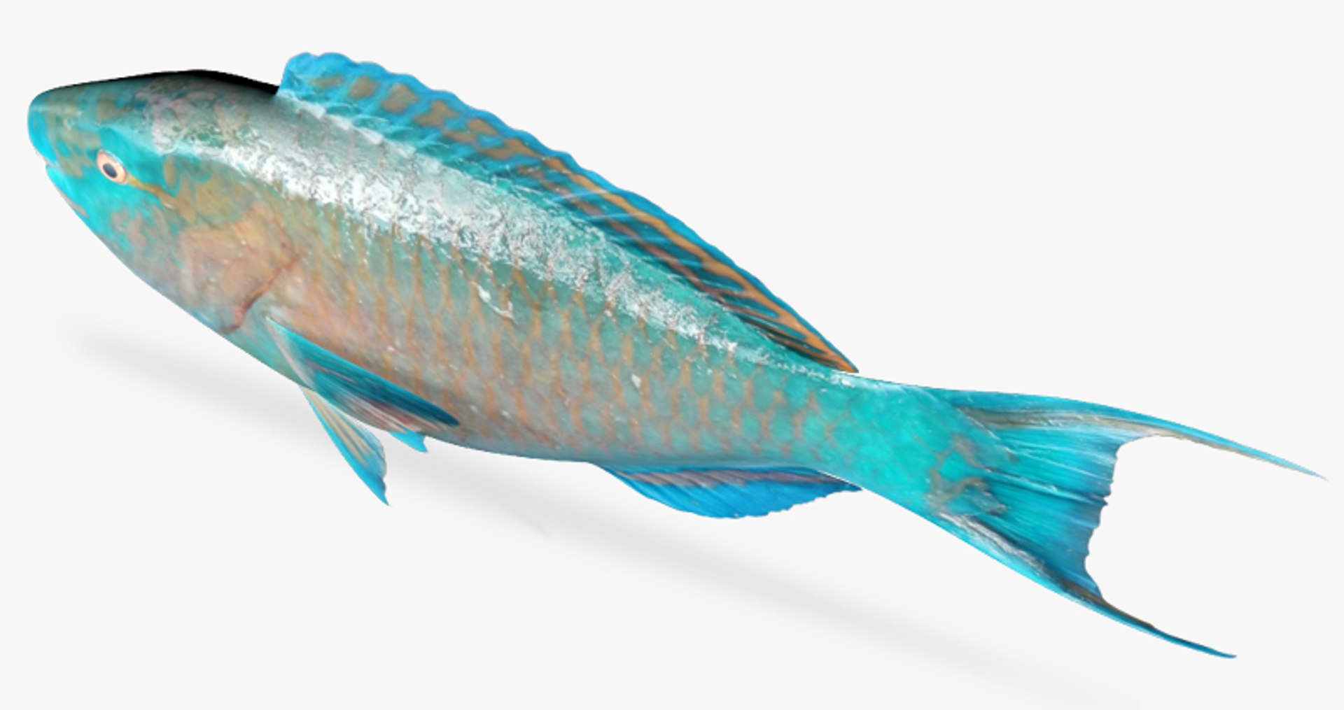 azure parrotfish 3d model