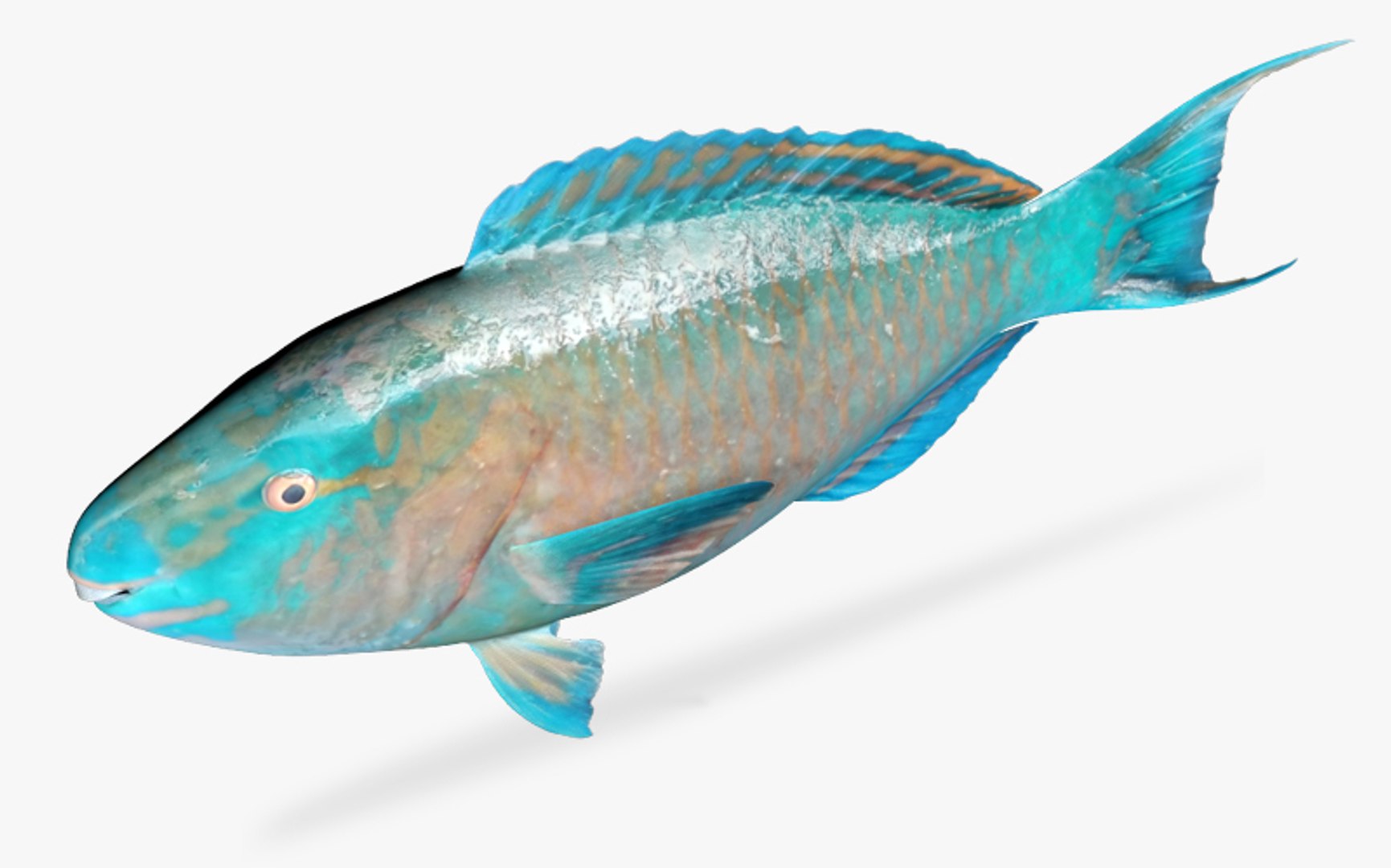 azure parrotfish 3d model