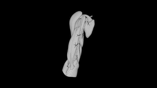 Menschliche Anatomie - Muskelsystem - Arteriensystem der oberen ...