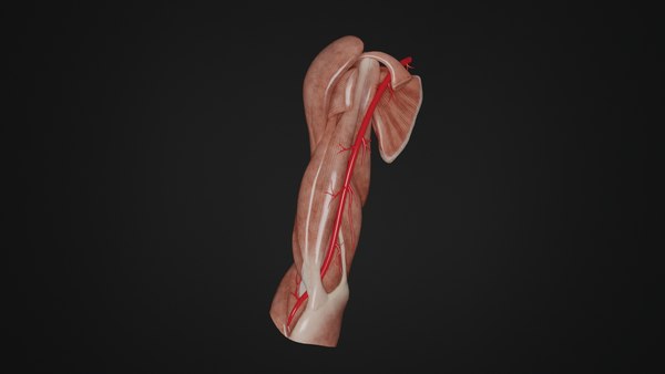 인체해부-근육계-상지동맥계 3D 모델 - TurboSquid 2216682