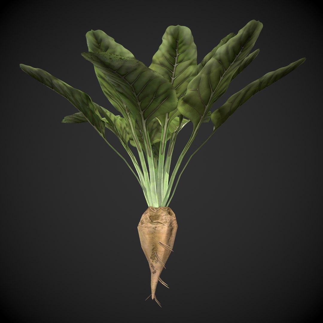 3D Sugar Beet - TurboSquid 1963587