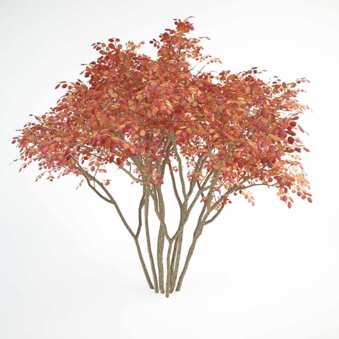2 Juneberry Tree Landscape 3D Model - TurboSquid 1447059