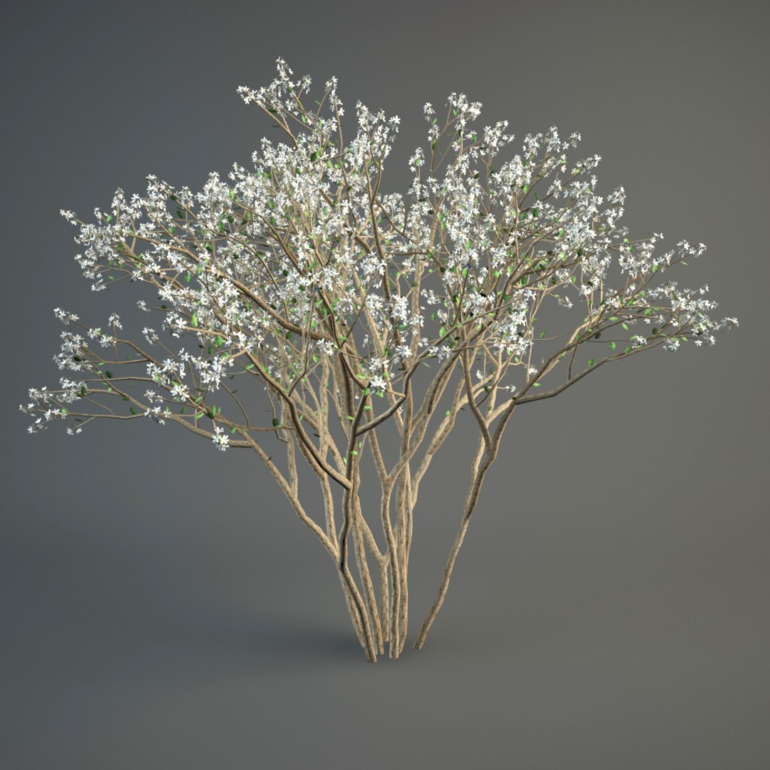 2 Juneberry Tree Landscape 3D Model - TurboSquid 1447059