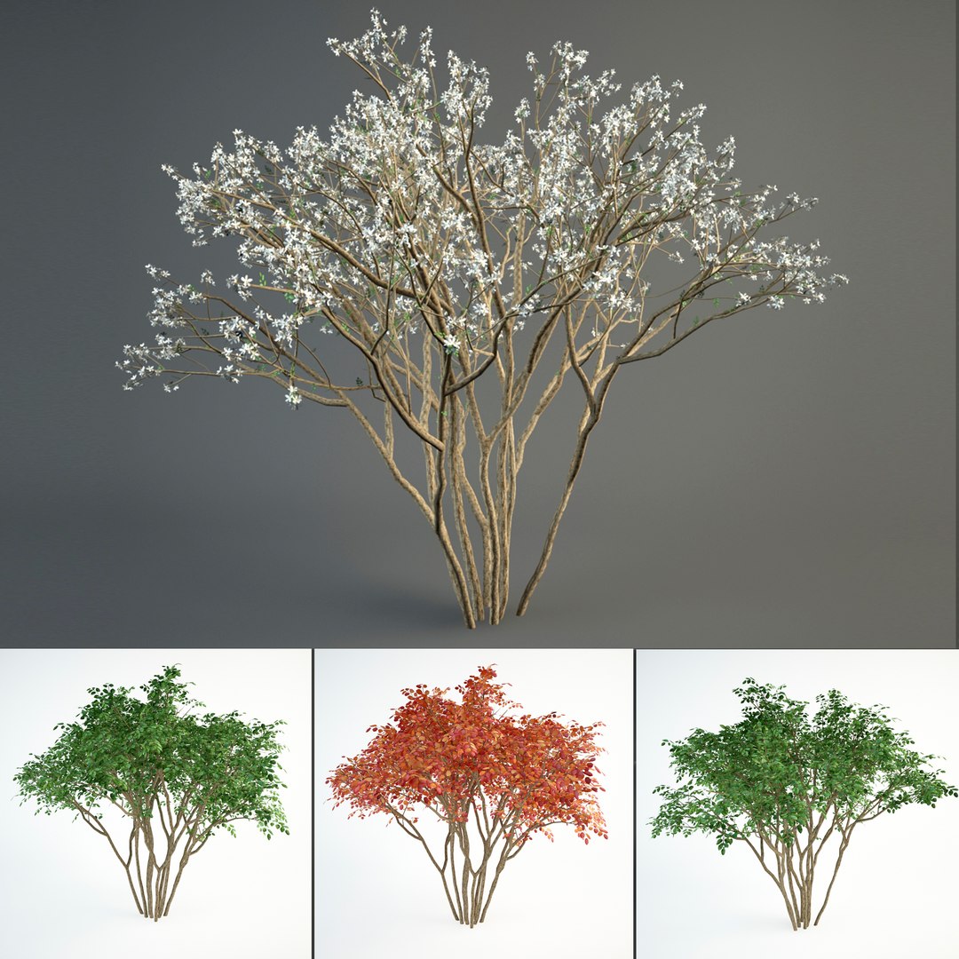 2 Juneberry Tree Landscape 3D Model - TurboSquid 1447059