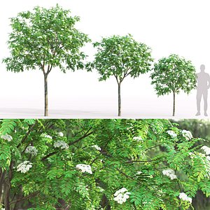 Decorative Tree 3D Models for Download | TurboSquid