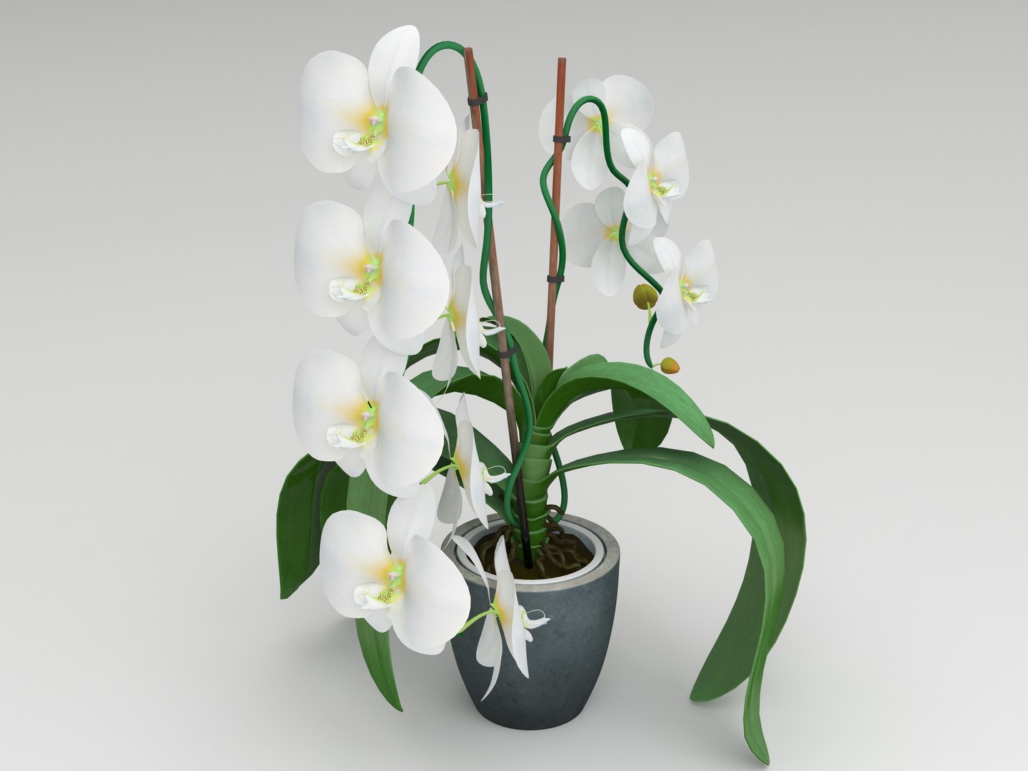 White Orchid 3D Model - TurboSquid 1709120