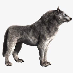 Gray Wolf 3D Models for Download | TurboSquid