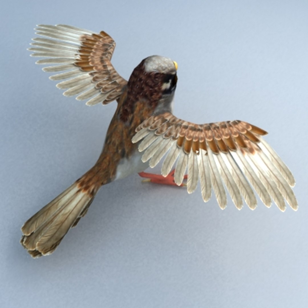 Sparrow Birds Cities 3d Model