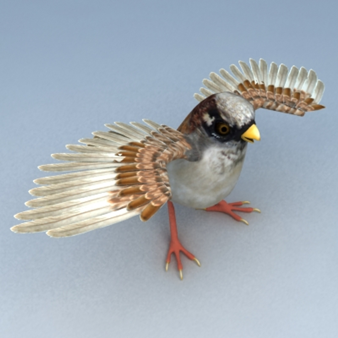 sparrow birds cities 3d model