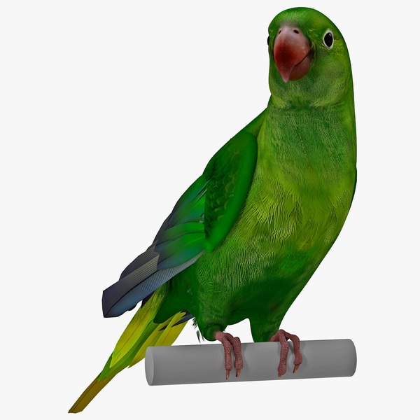 3D Parakeet Models | TurboSquid