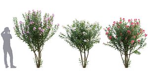 3D Oleander Models | TurboSquid