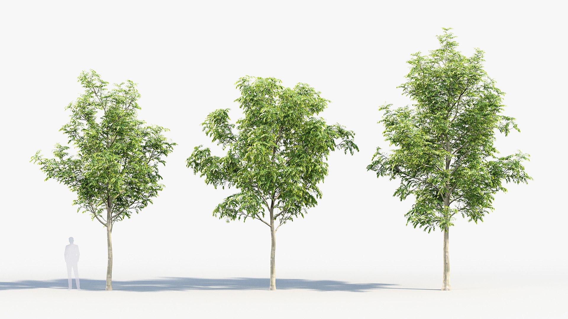3D Fraxinus Excelsior European Ash 01 - TurboSquid 2081148