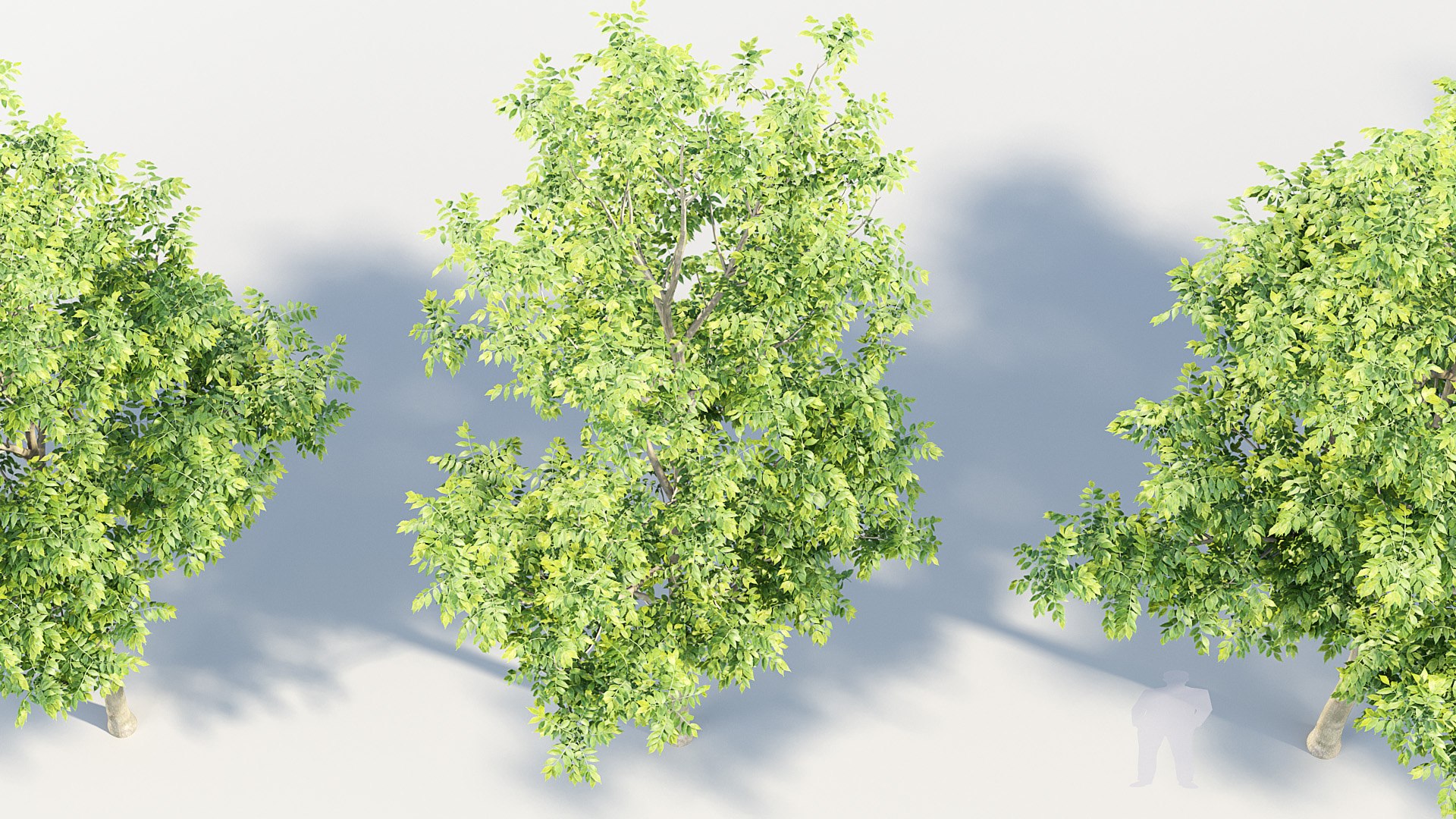 3D Fraxinus Excelsior European Ash 01 - TurboSquid 2081148