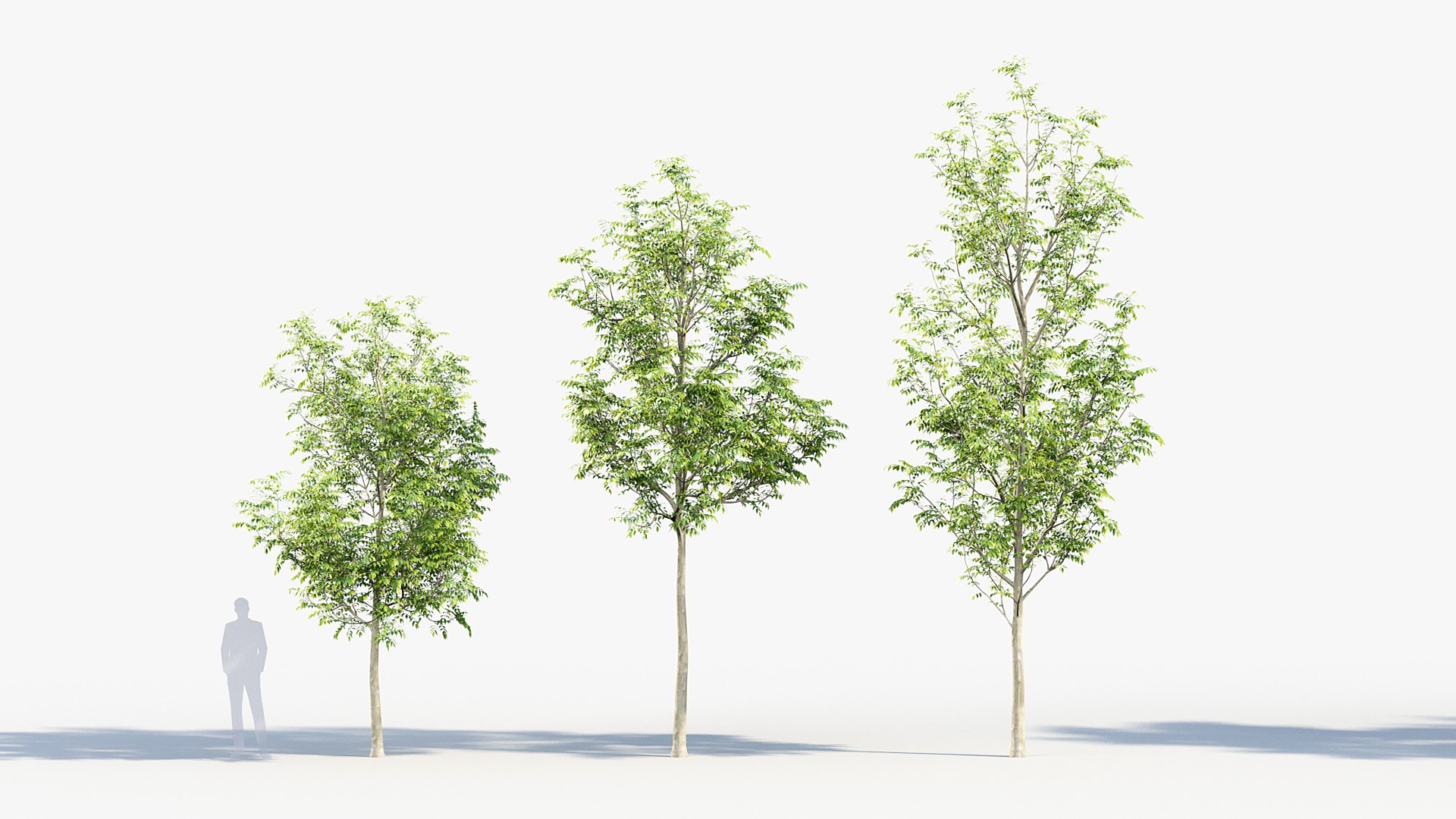 3D Fraxinus Excelsior European Ash 01 - TurboSquid 2081148