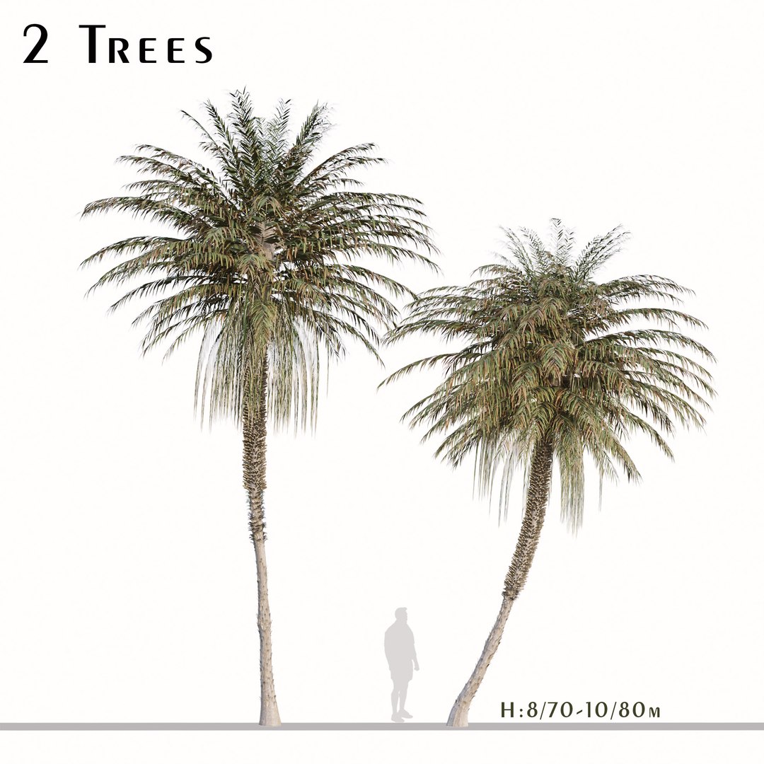 Set Of Coconut Palm Or Cocos Nucifera Tree -2 Trees 3D Model ...