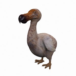 3D realistic dodo bird model - TurboSquid 1681420