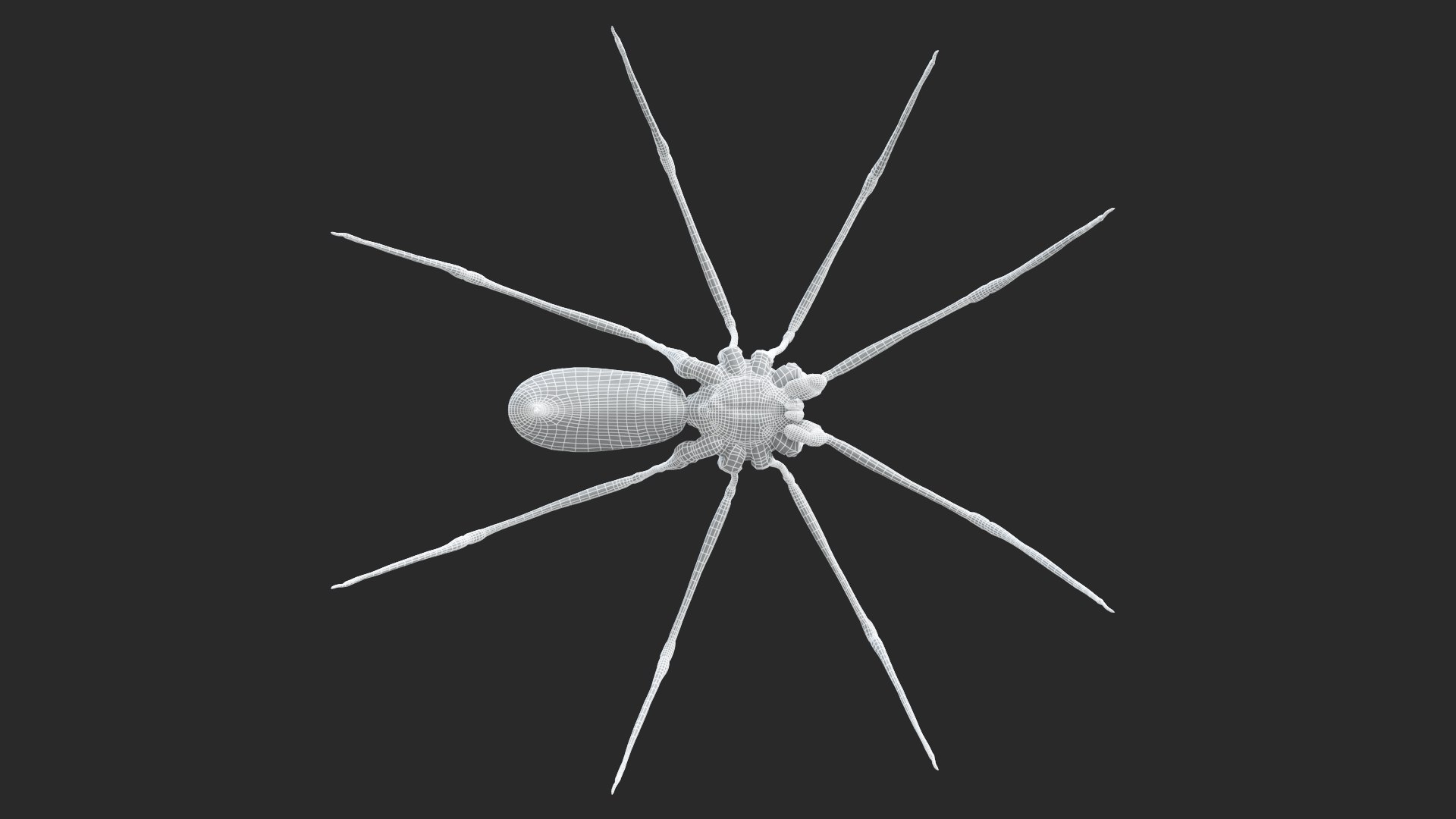 3D Daddy Long Legs Static - TurboSquid 1991984