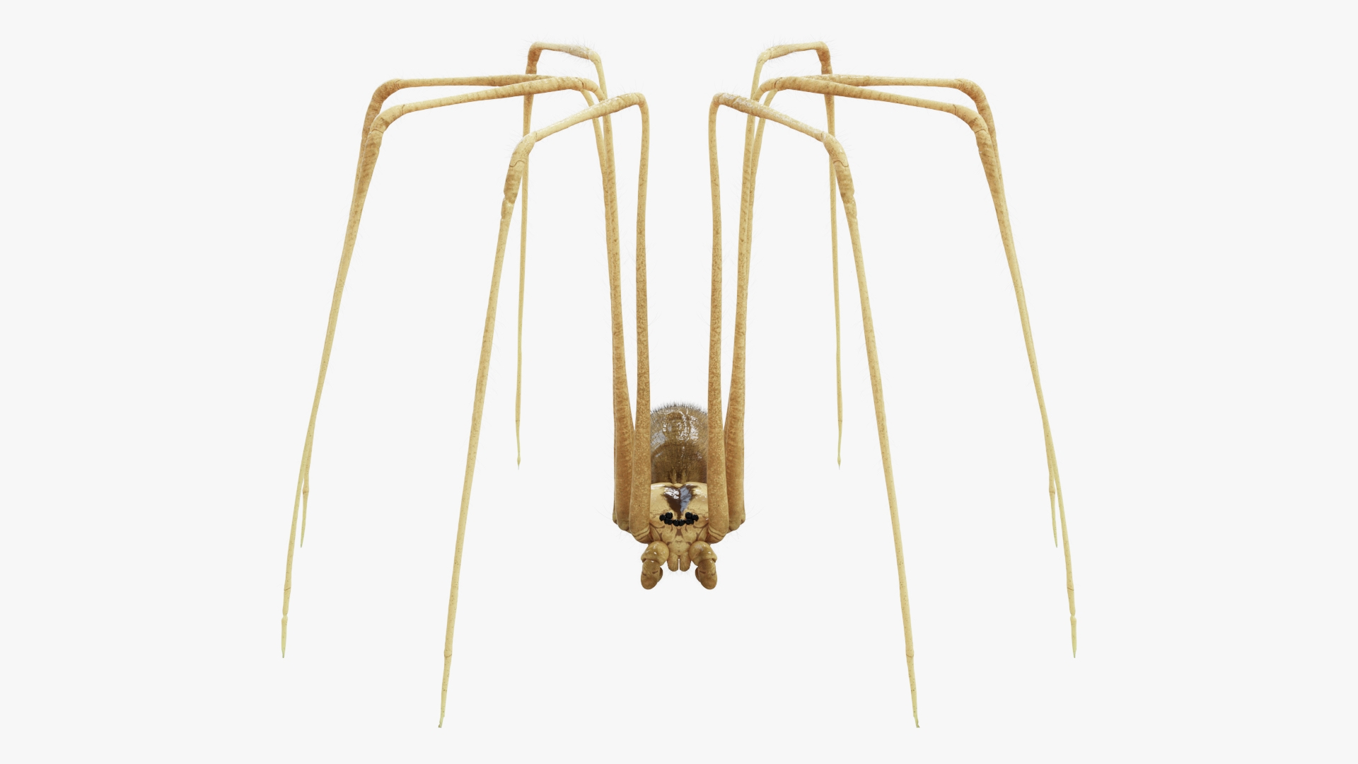 3D Daddy Long Legs Static - TurboSquid 1991984