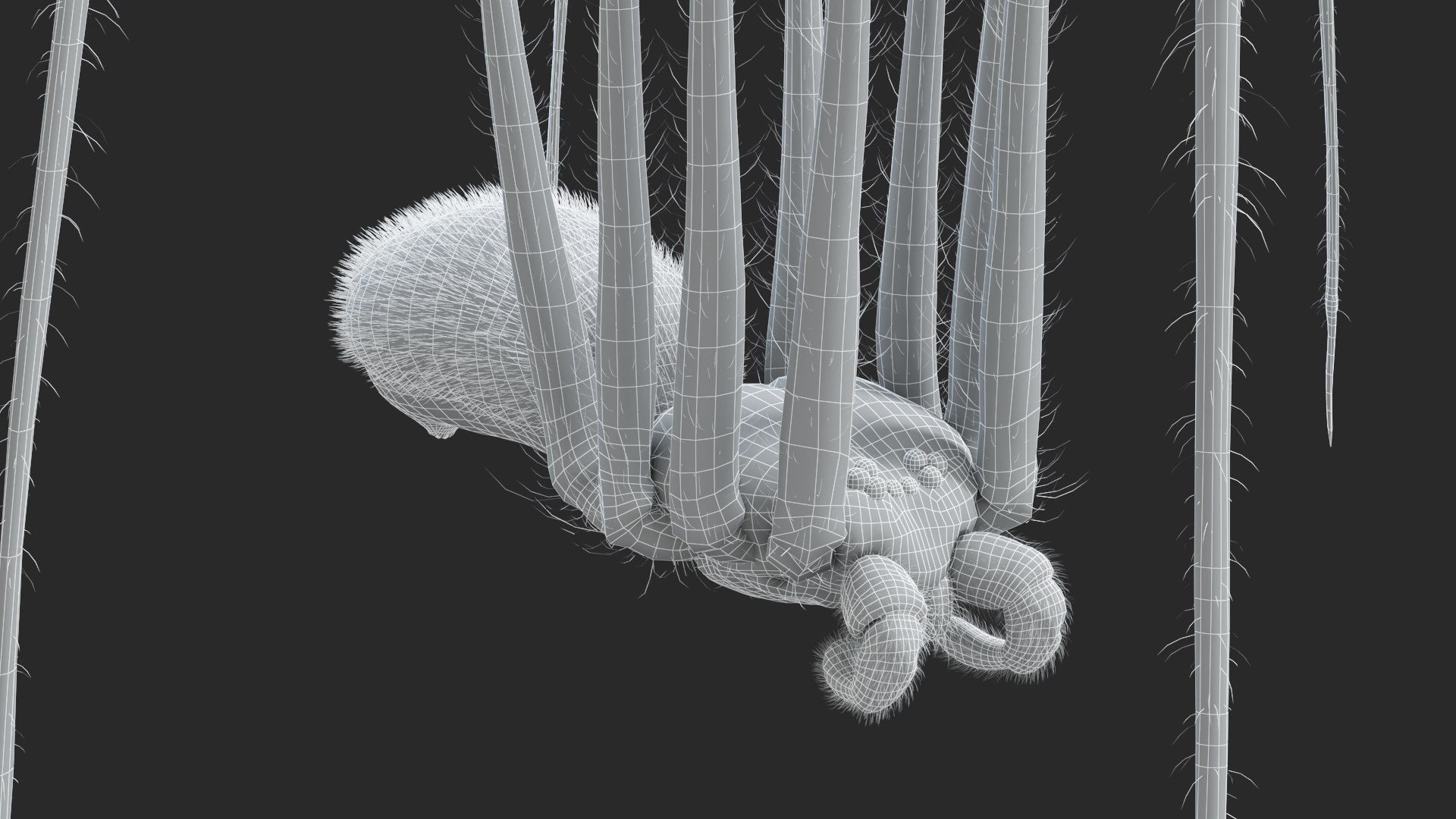 3D Daddy Long Legs Static - TurboSquid 1991984