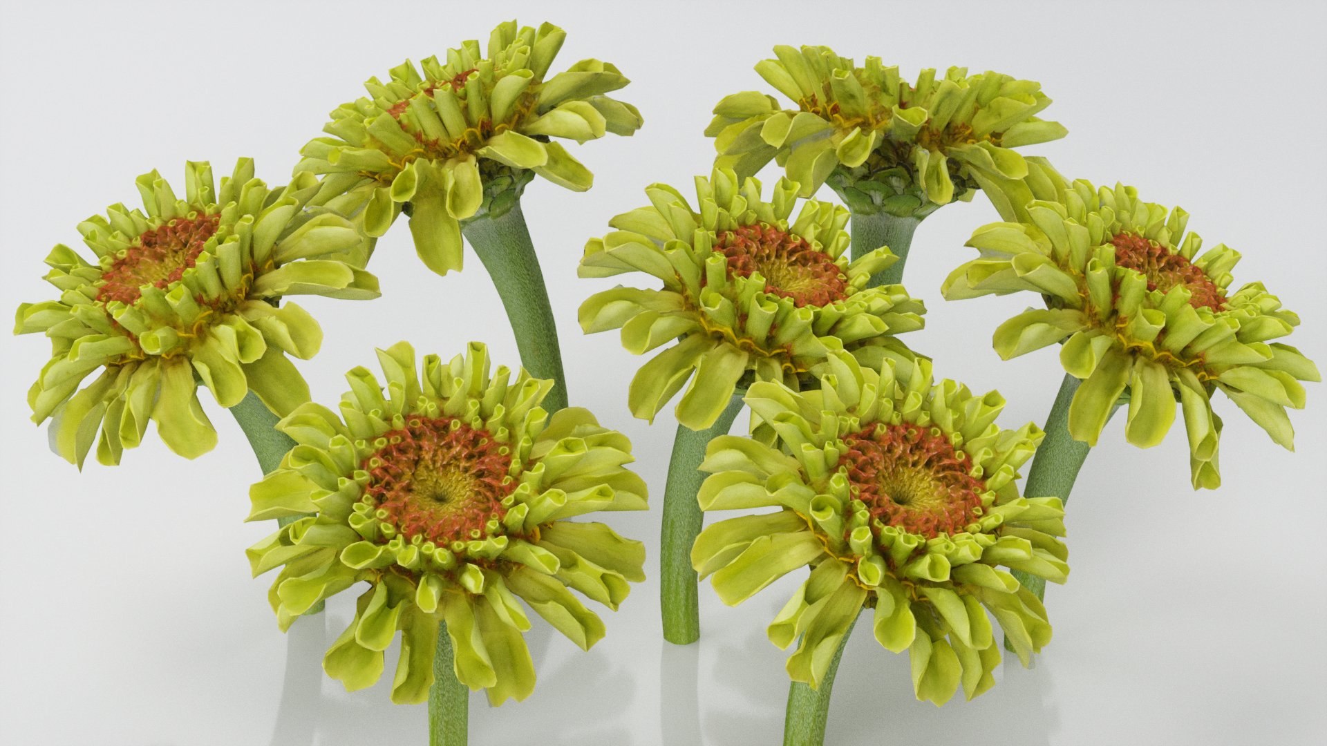3D Green Elegant Zinnia Model - TurboSquid 1451633